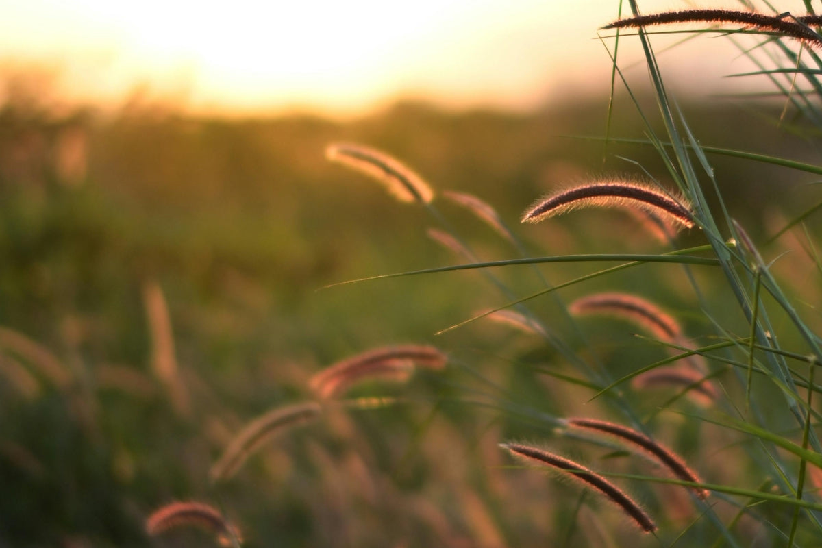 Brighten, Balance, and Bring It Back – Bdellium Tools